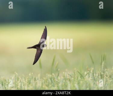 Eurasian swift (Apus apus), foraging in flight, Germany, Bavaria Stock ...