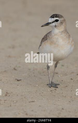 Mountain Plover (Charadrius montanus) in North-America Stock Photo - Alamy