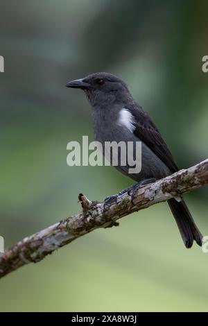 Sulphur-rumped Tanager, (Heterospingus rubrifrons), South America Stock ...