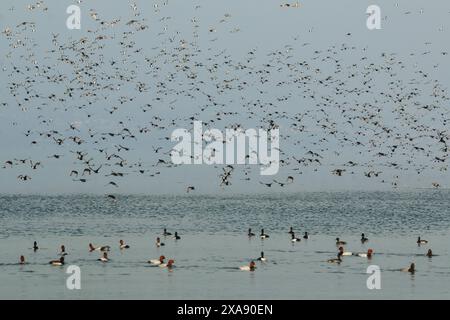 Diving ducks in flight and resting in winter on Neuchâtel lake in ...