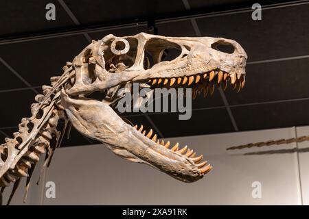Skeleton of Utahraptor ostrommaysi, the largest of the raptors of the ...