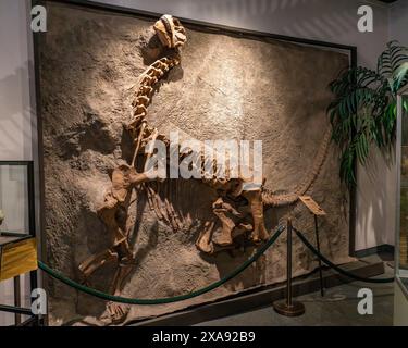 Camarasaurus dinosaur fossil from the Jurassic, College of Eastern Utah ...