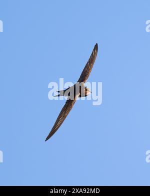 A Swift (Apus apus) hunting insects against a deep blue sky, Norfolk ...