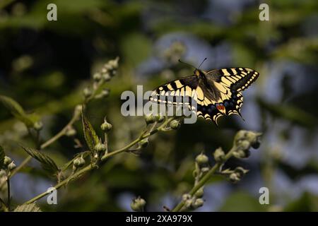 Swallowtail (Papilio machaon) Norfolk June 2024 Stock Photo - Alamy
