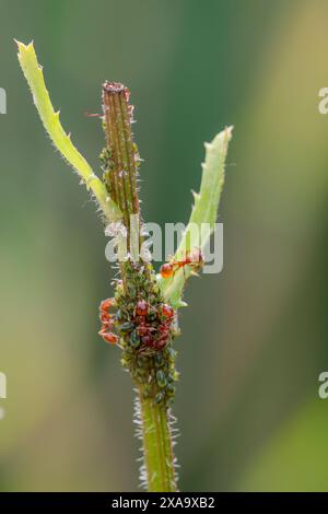 red ants myrmica rubra, farming aphids "milked" for honeydew, aphids ...
