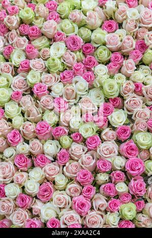 Market stall display of pink roses at florist's flower stall Stock ...