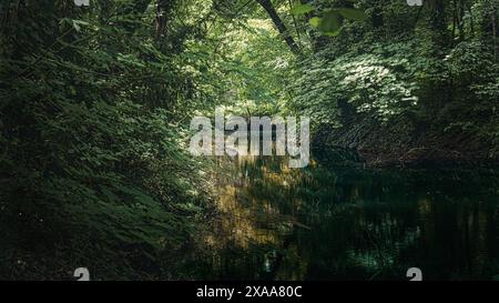 A woodland with trees flanking water on either side Stock Photo - Alamy