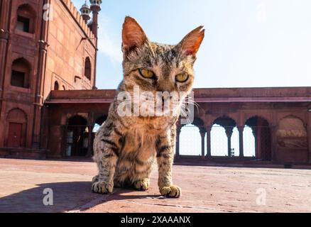 A cat in Jama Masjid mosque, India Stock Photo - Alamy
