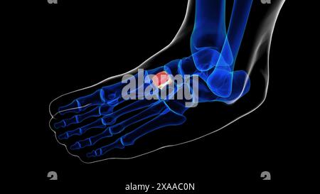 Cuneiform bones of the foot, illustration Stock Photo - Alamy