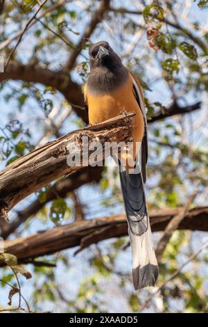 Rufous Treepie bird on Ranthambore safari, India Stock Photo - Alamy