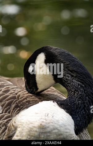 canada goose preening feathers Stock Photo - Alamy
