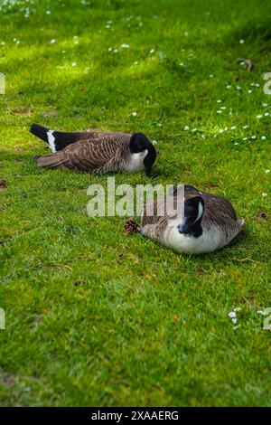 geese grazing on the meadow with flowers Stock Photo - Alamy