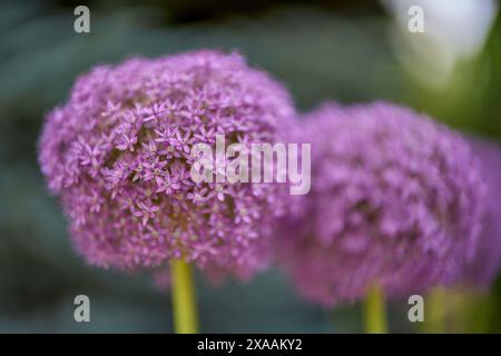 Giant garlic in full bloom Allium giganteum Stock Photo - Alamy