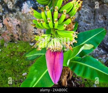 Banana Plant with fruit growing from it, Bermuda, North Atlantic, North ...