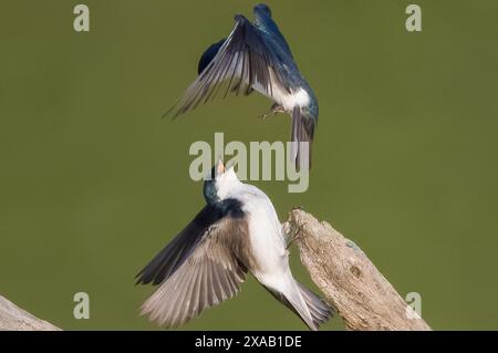 White Tail Tree Swallows Stock Photo - Alamy