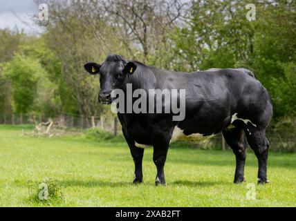British Blue heifers, a beef breed which carries a double muscle gene ...