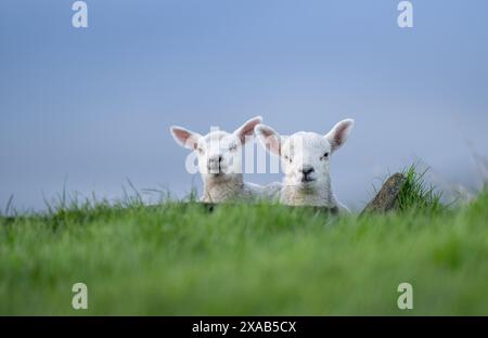 Pair of young lambs sat in the grass peering over a hill end. North ...
