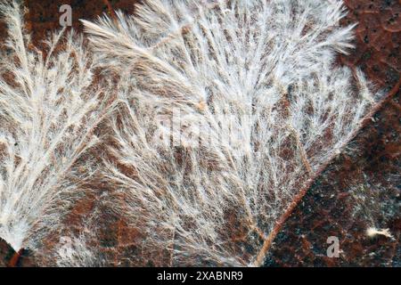 Close up Mycelium Fungus from Tropical Rainforest Stock Photo - Alamy
