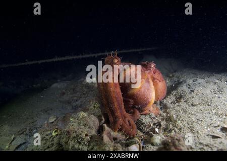 Two pale octopus mating Stock Photo - Alamy