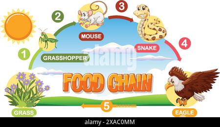 Depicts a simple food chain cycle Stock Vector Image & Art - Alamy