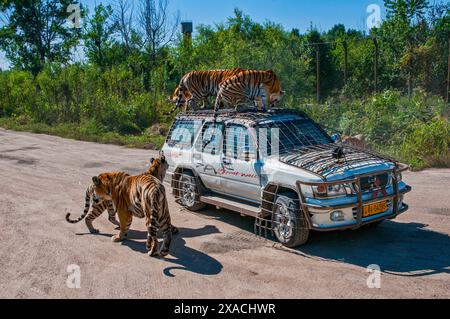 Siberian Tigers climbing on vehicle in the Siberian Tiger Park, Harbin ...