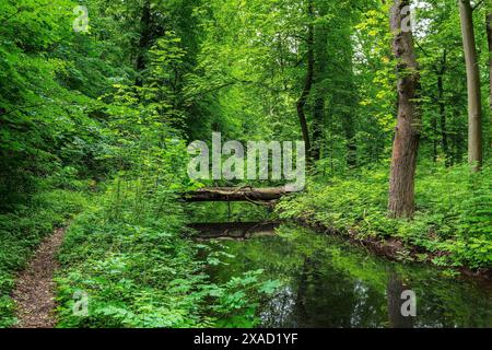Landscape at Hellsee in Lanke, Bernau, Brandenburg, Germany Stock Photo ...