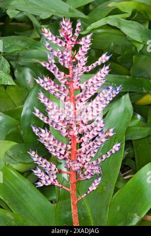 Aechmea 'Blue Rain' flower spike with green foliage in background Stock ...