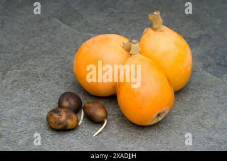Loquat is ripe Stock Photo - Alamy