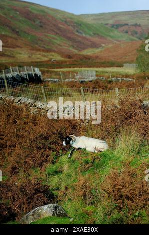 Adult sheep sat on a mound of grass above the river Stock Photo - Alamy
