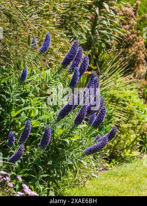 Early summer spikes filled with blue flowers of the frost tender sub ...