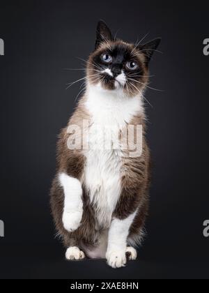 Senior Snowshoe cat, sitting up facing front. Looking to camera ...
