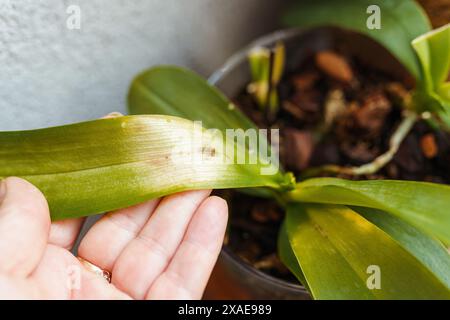 sunburn on orchid leaves Stock Photo - Alamy