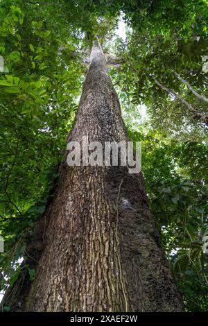 A giant Castanheira tree, Bertholletia excelsa, in the majestic Amazon ...