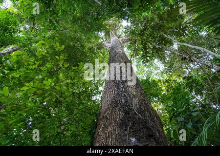 A giant Castanheira tree, Bertholletia excelsa, in the majestic Amazon ...