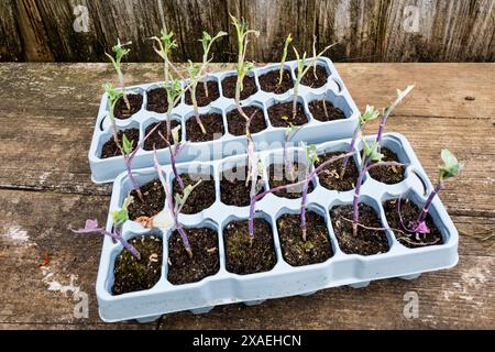 Cabbage 'Durham Early', Brassica oleracea, spring cabbage plants about ...