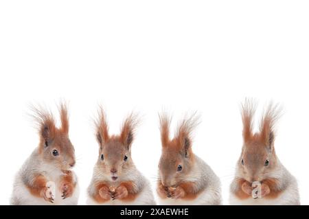 four squirrels eat hazelnuts isolated on white background Stock Photo ...