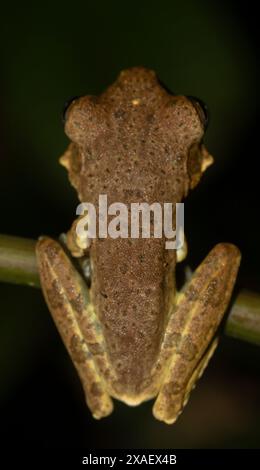 Beautiful Frog at Borneo-nature wildlife concept Stock Photo - Alamy