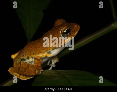 Beautiful Frog at Borneo-nature wildlife concept Stock Photo - Alamy