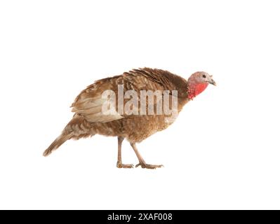 brown female turkey isolated on white background Stock Photo - Alamy