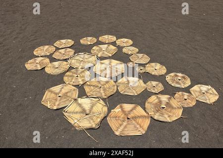 dried pandan leaves for making pandan mat, still traditionally made by ...