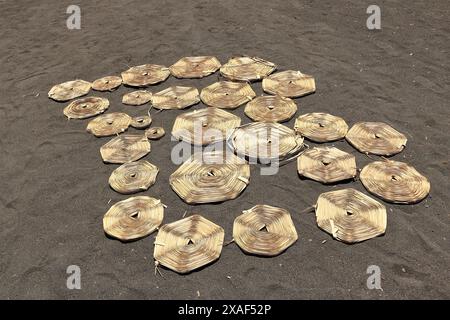 dried pandan leaves for making pandan mat, still traditionally made by ...