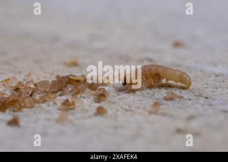 The Angoumois grain moth (Sitotroga cerealella) - caterpillar, pupa and ...