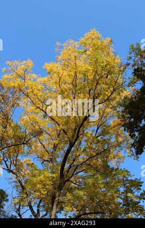 Looking up at the canopy of a Honey Locust tree with green and yellow ...