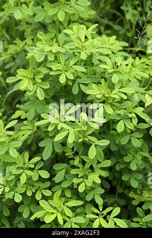 Fenugreek, Trigonella foenum-graecum, Fabaceae Stock Photo - Alamy