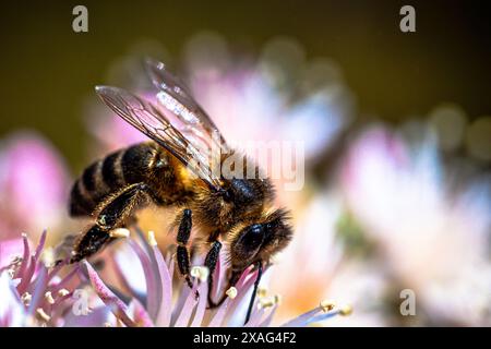 Spanish Honey Bees 'Apis mellifera' on comb in Andalucia, Spain Stock ...