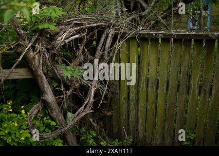 Weaving vine of grapes on an abandoned fence Stock Photo - Alamy