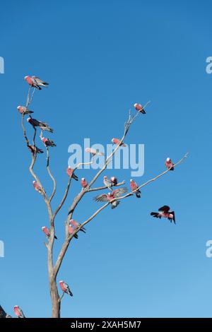 Pink and Grey Galah flock Stock Photo - Alamy