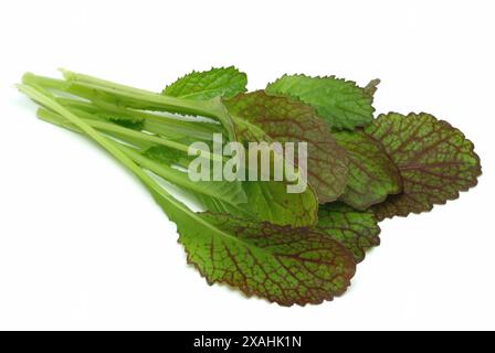 Salat, Gemüse, Rohkoste, Rote Senfsprossen, Brassica juncea / Mustard ...