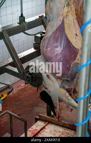 Skinning of a cow in the slaughterhouse Stock Photo - Alamy
