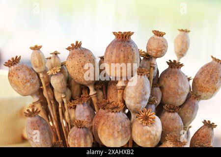 dried poppy heads as very nice natural background Stock Photo - Alamy